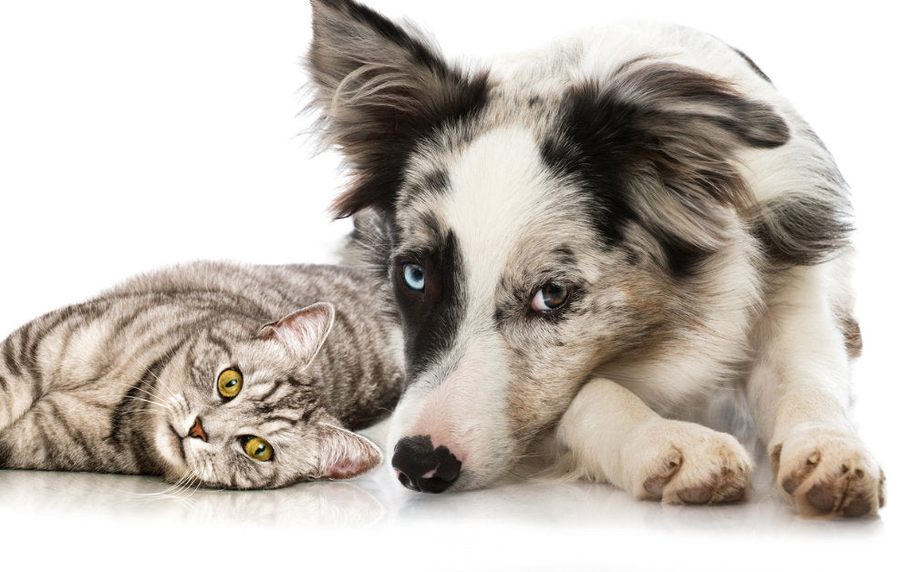 Gewonnen haben die Nummern: – Animal Care e.V.